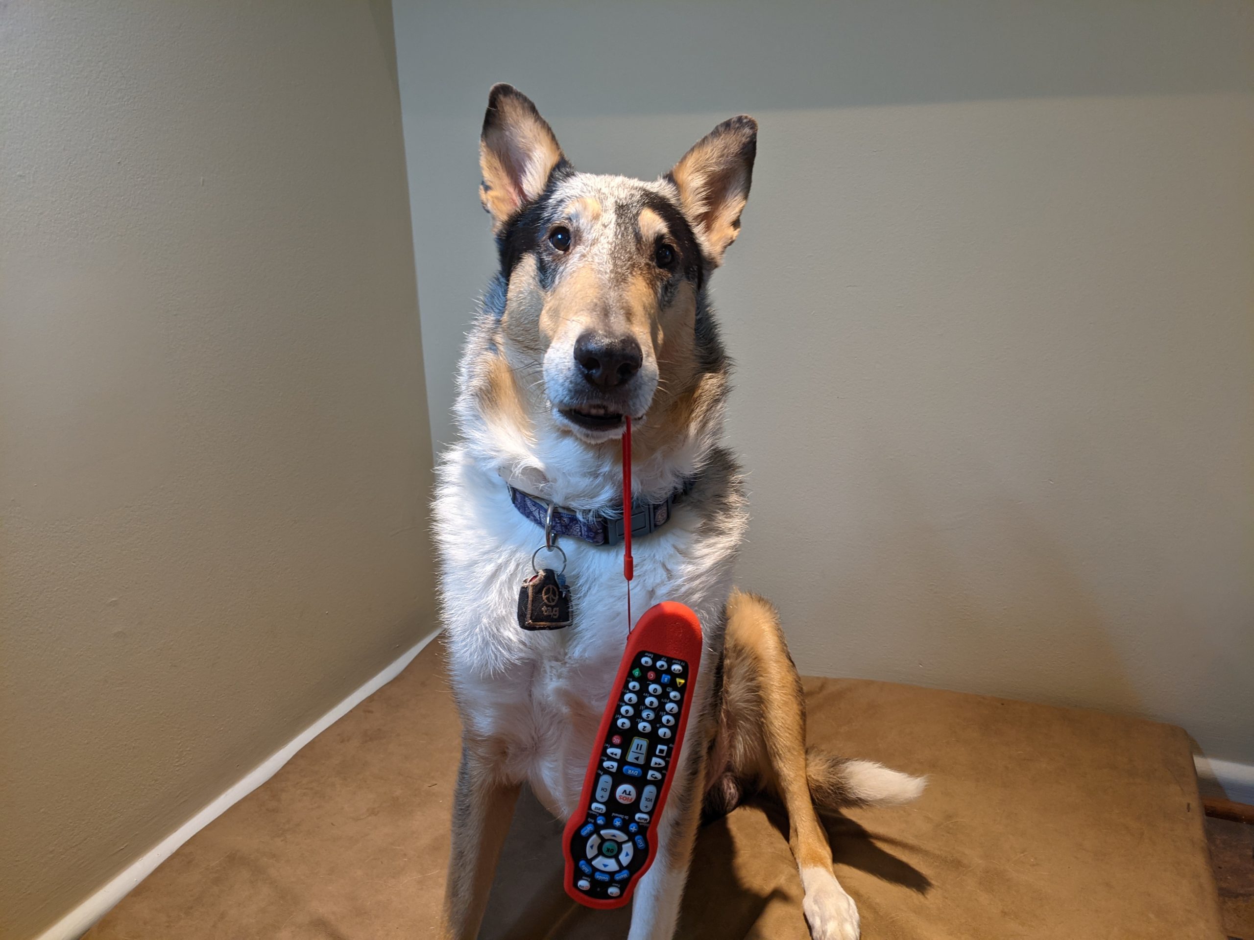 4 Tools That Make Service Dog Tasks Easier Cooperative Paws