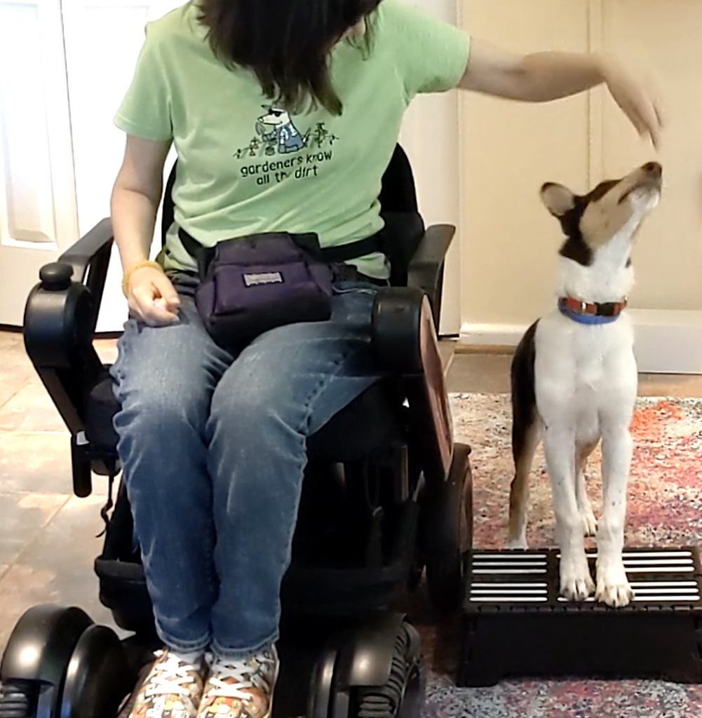 Three Foundation Skills for Service Dog Tasks - Cooperative Paws