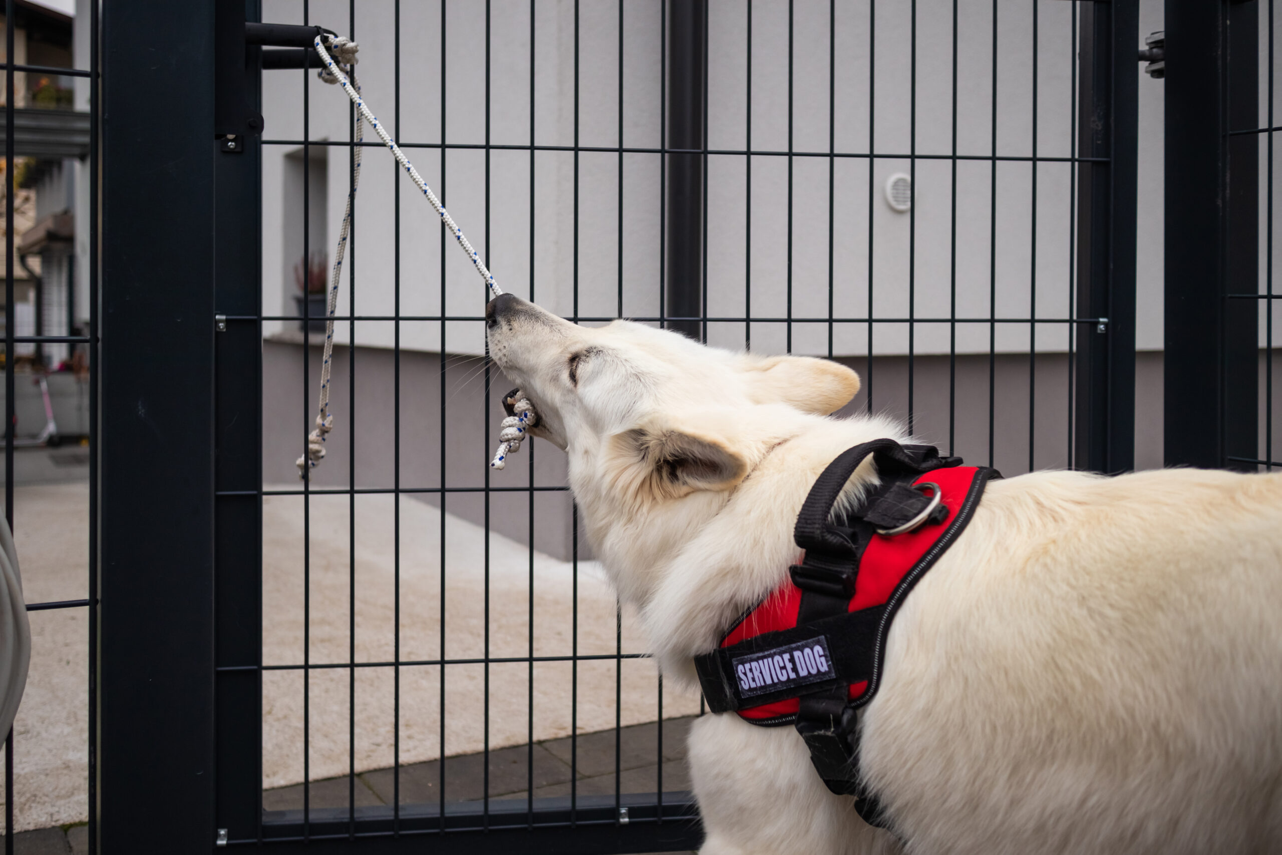 Selecting Service Dog Tasks - Cooperative Paws