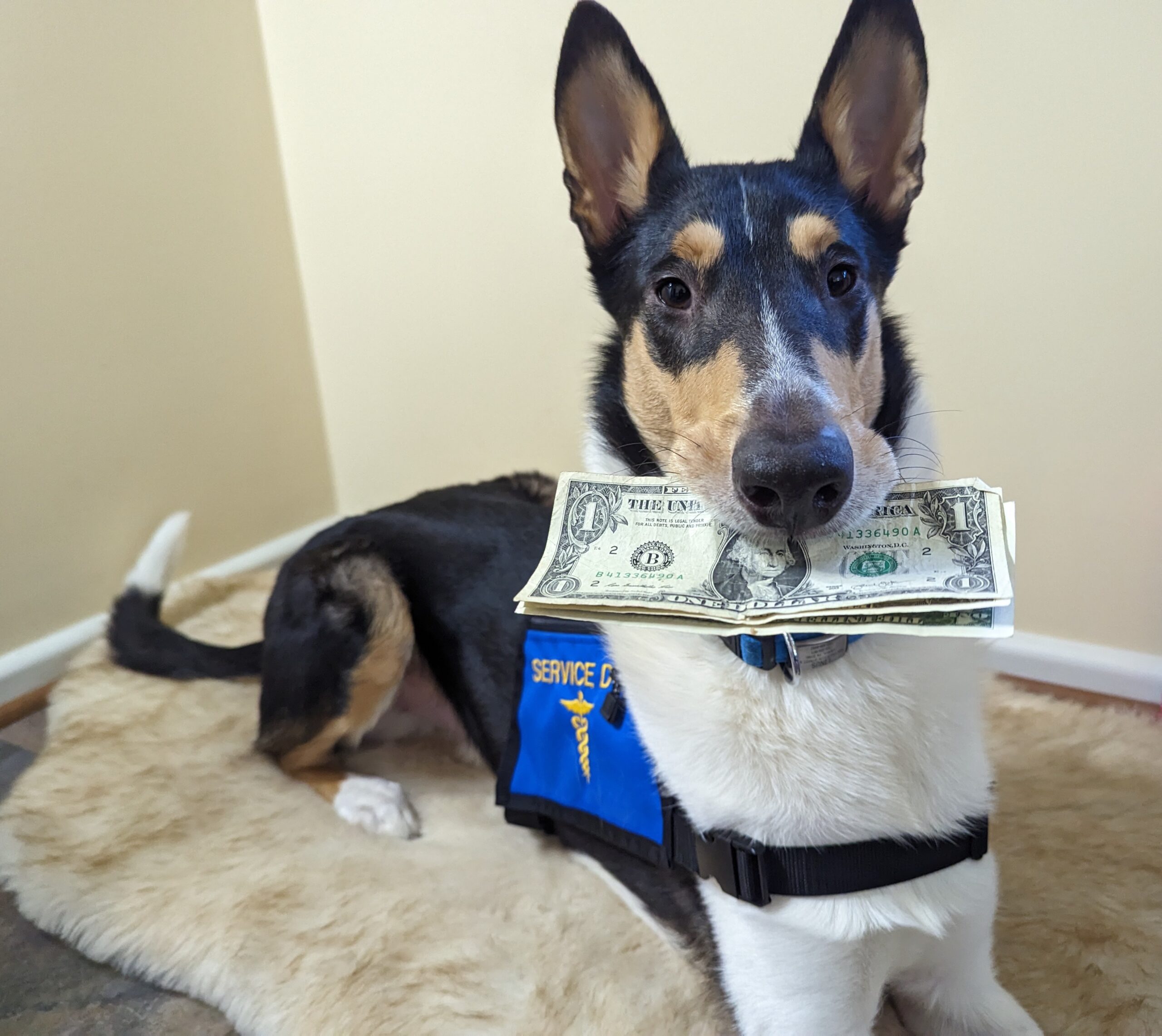 Lessening the Financial Impact of a Service Dog: What Trainers Need to ...